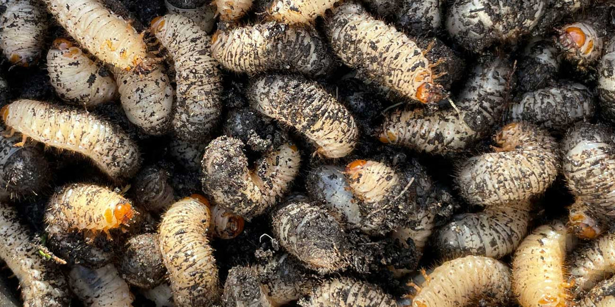 The Complete Guide to Carp Fishing With Maggots — CPS Tackle