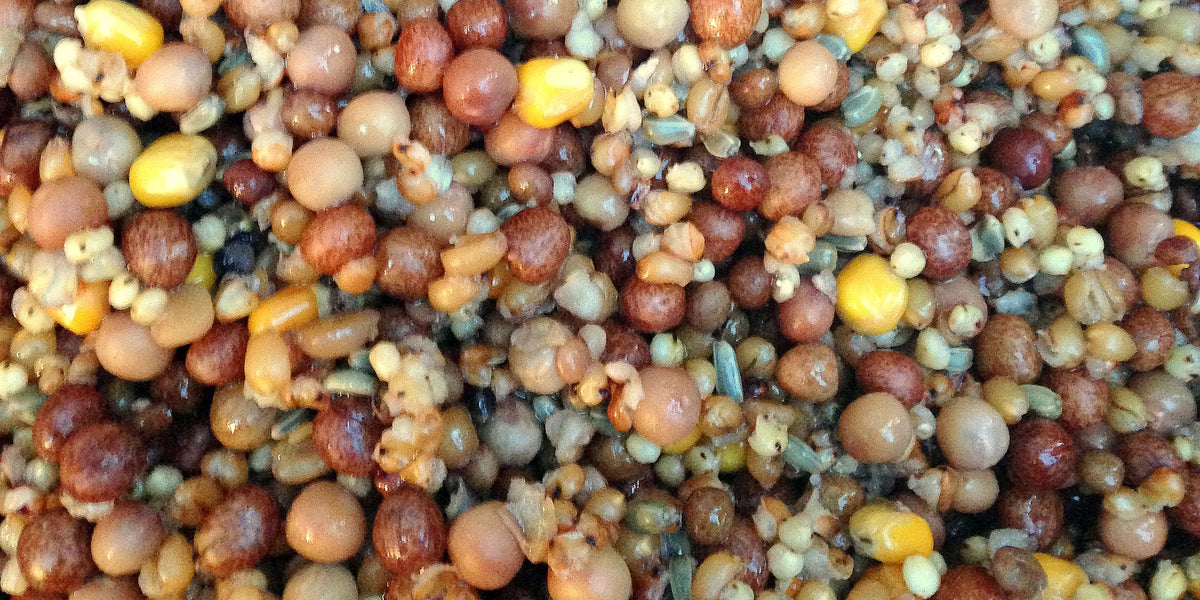 Cooked Particles, Hemp, Maize, Spod & Milky Zig Boat Spod mix — CPS Tackle